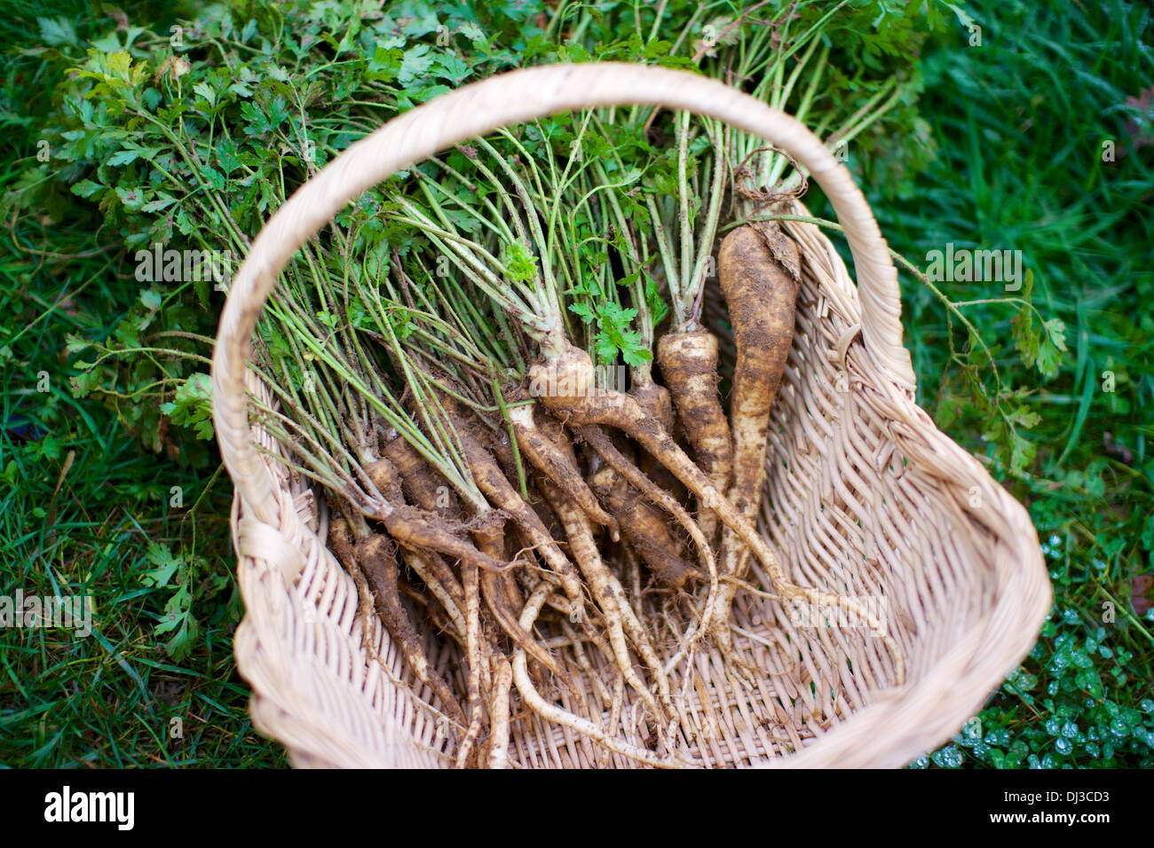 Root basket hi-res stock photography and images - Alamy