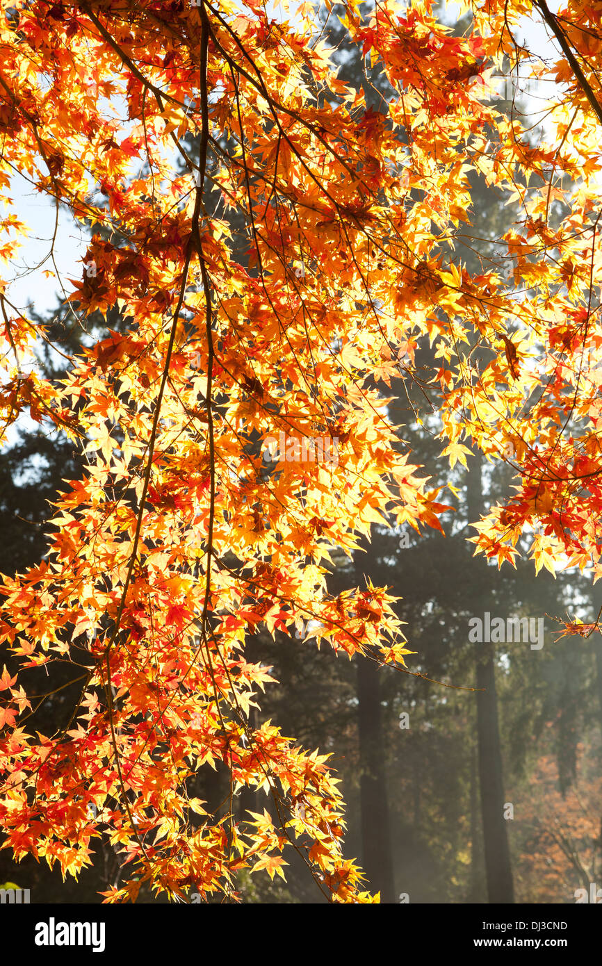 English Maple Tree Stock Photos & English Maple Tree Stock Images - Alamy