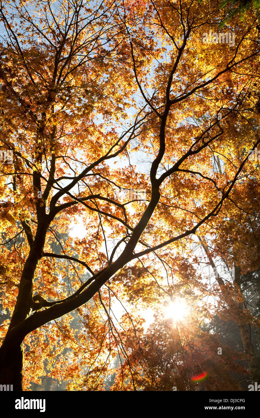 Tree losing leaves hi-res stock photography and images - Alamy
