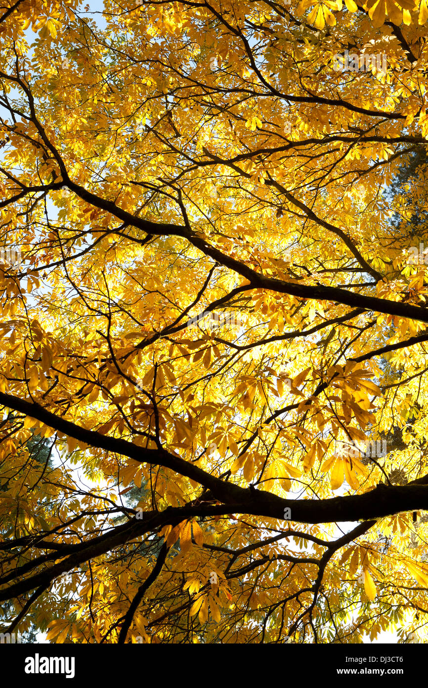 Chestnut tree with golden autumn leaves Stock Photo - Alamy