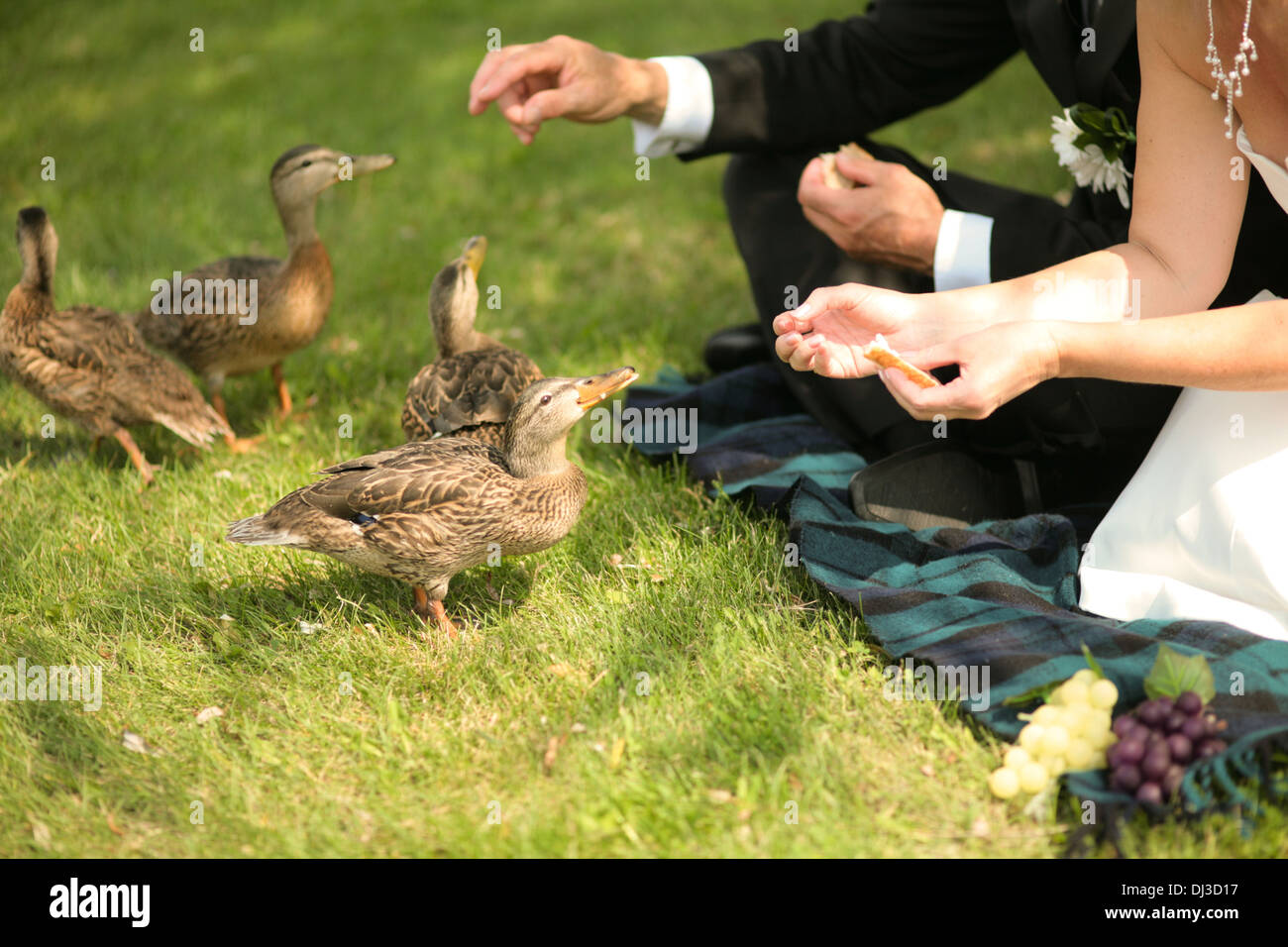 Ducks Getting Married