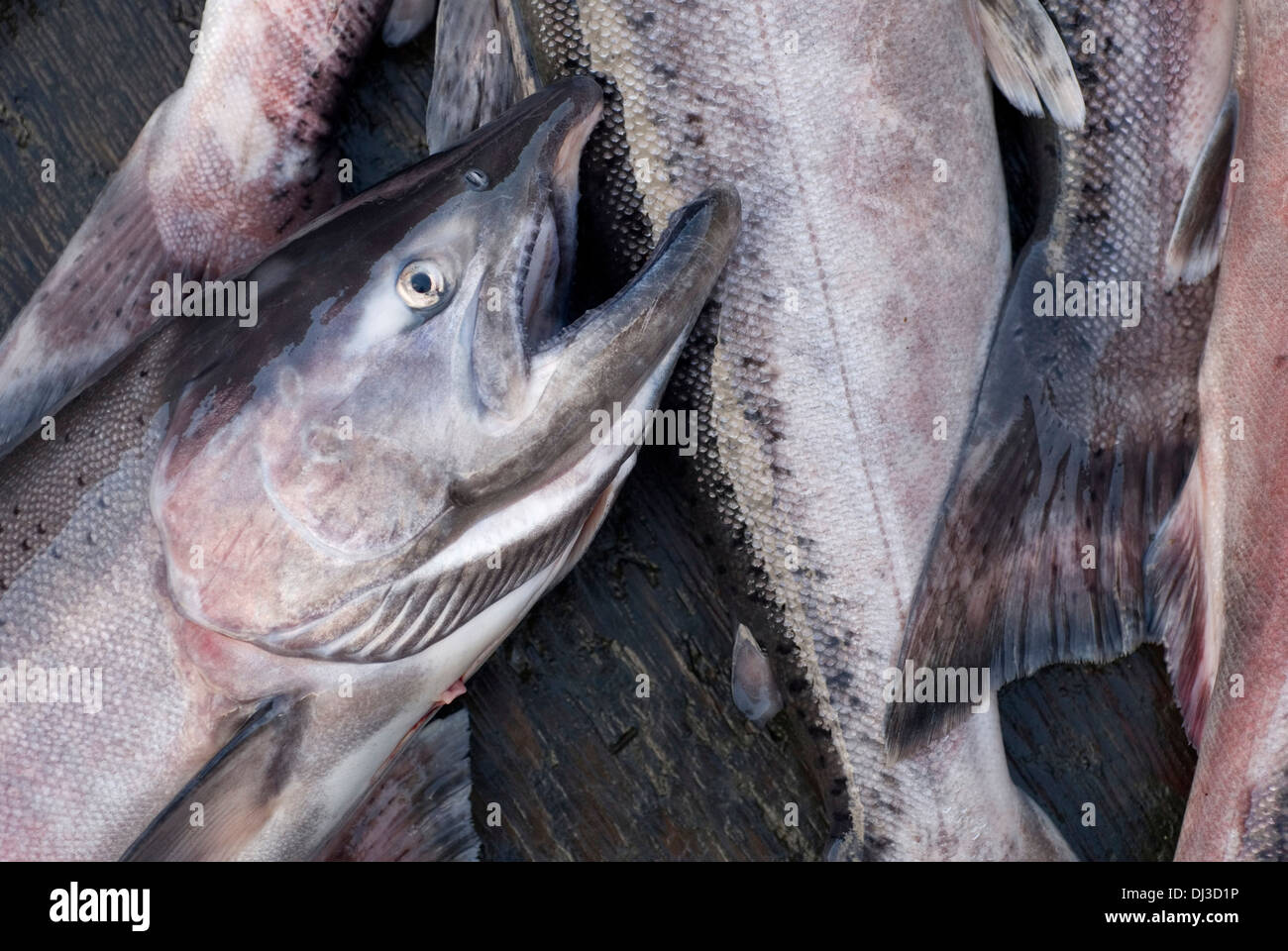 Chinook salmon alaska hi-res stock photography and images - Alamy