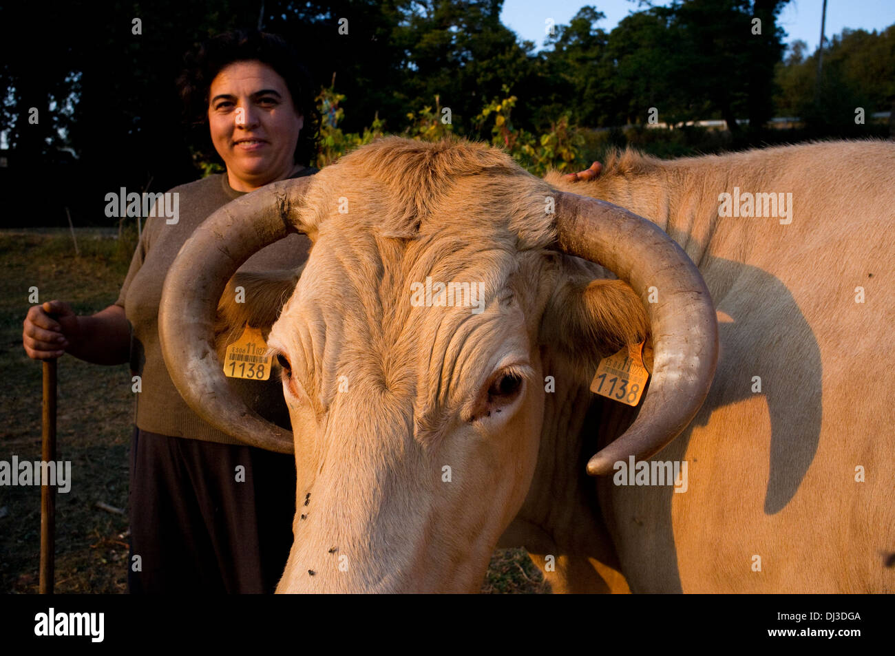 Cows in Galicia, Spain. cow farm spanish galician Stock Photo - Alamy