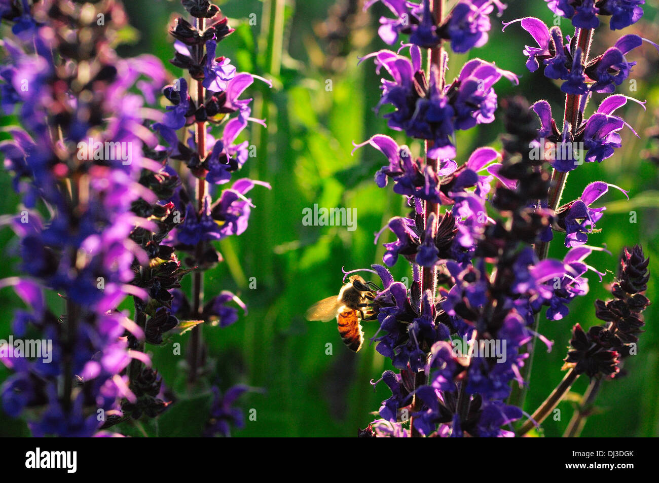 Golden color bee hi-res stock photography and images - Alamy