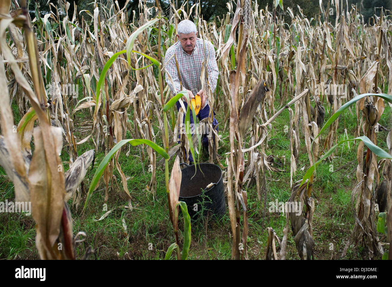 Harvesting corn hi-res stock photography and images - Alamy