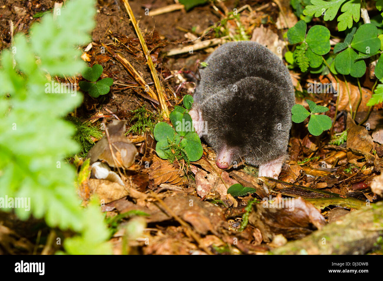 A European Mole Stock Photo - Alamy