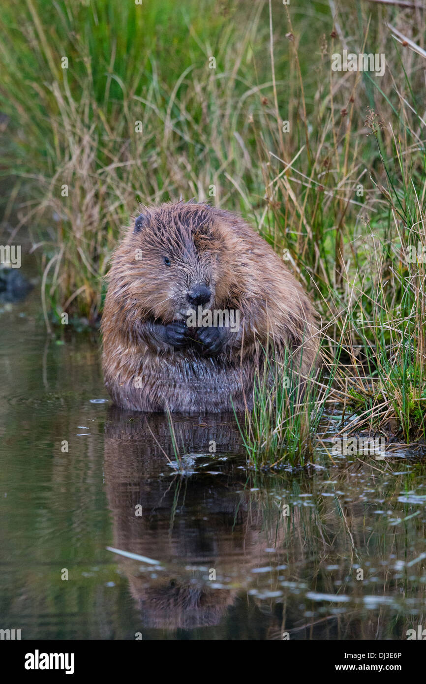 A european beaver grooming at the water's edge. It is a female Stock ...