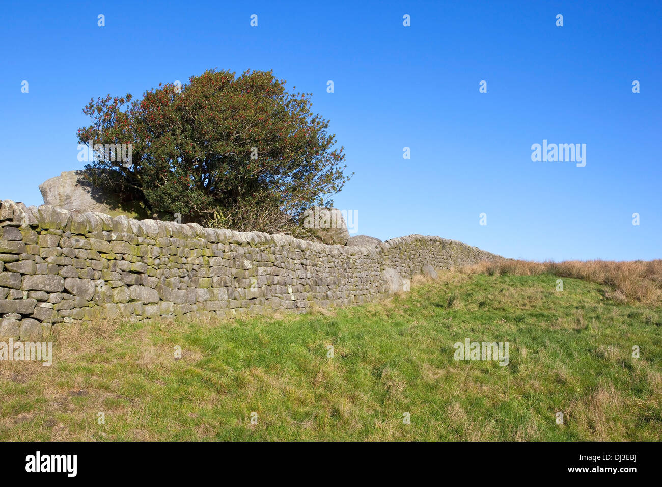 Holly landscape hi-res stock photography and images - Alamy