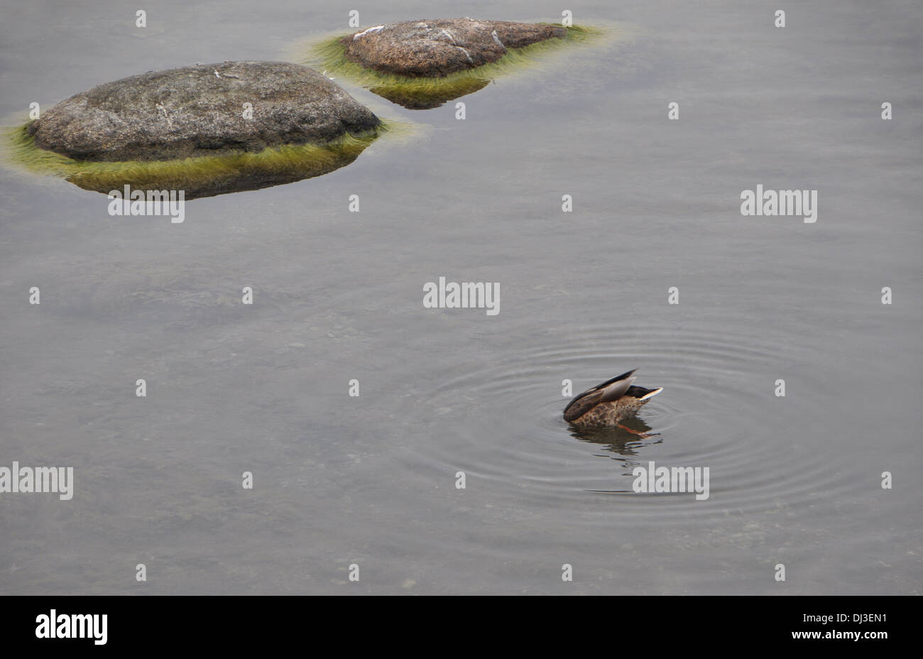 Duck searching for food in the Baltic sea Stock Photo - Alamy