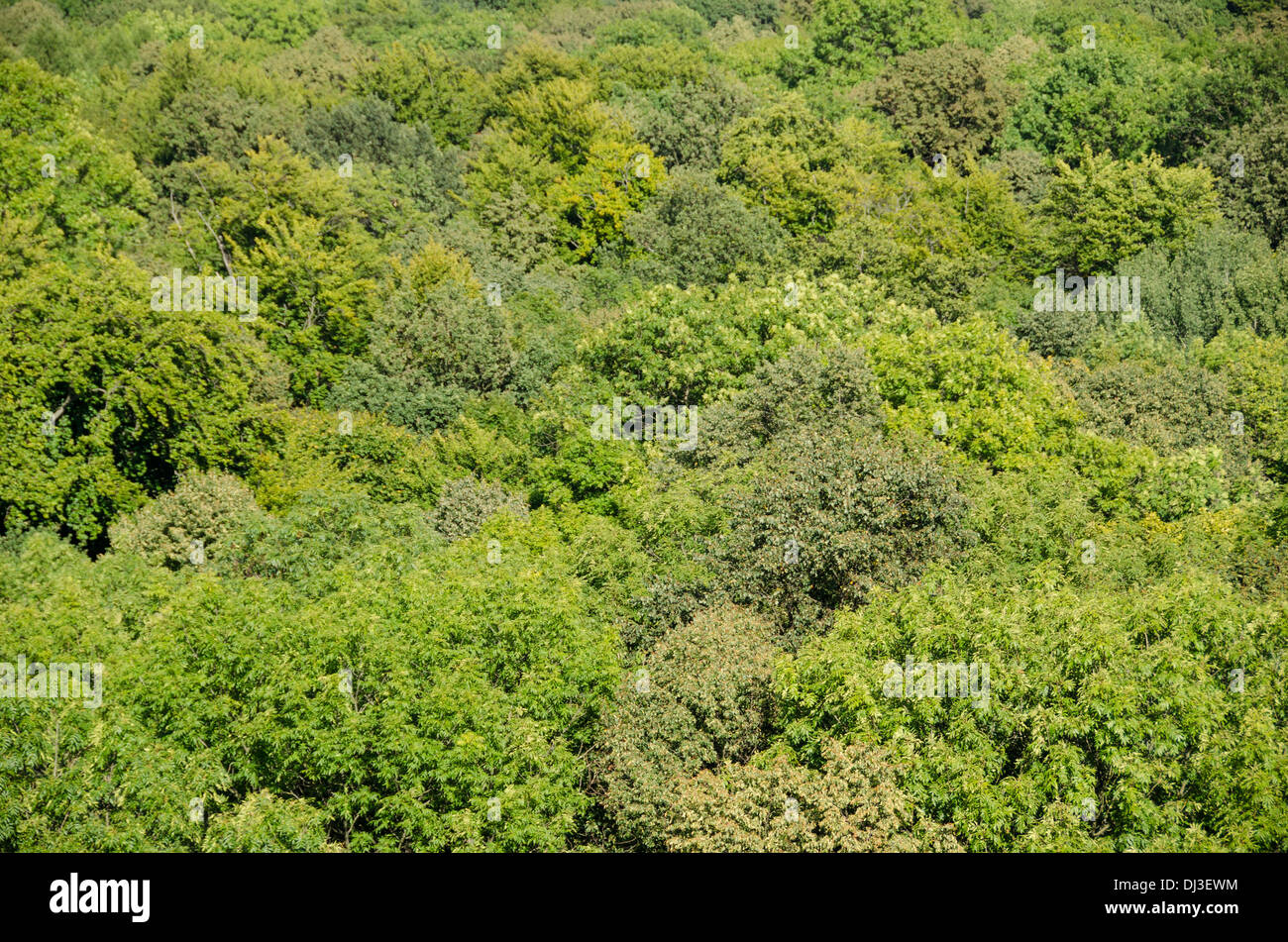Deciduous beech forest canopy as seen from above in summer in Germany ...