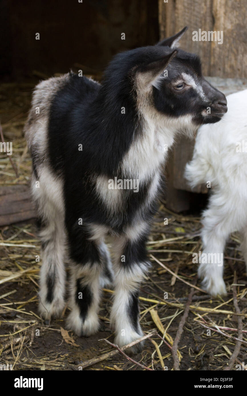 Pygmy Goat High Resolution Stock Photography and Images - Alamy