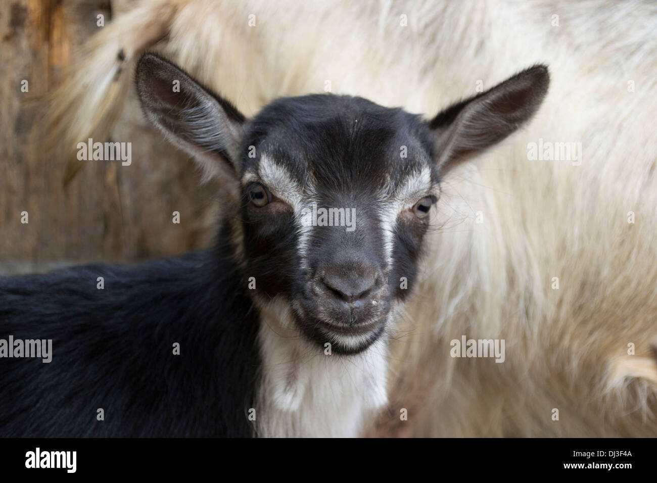 Head of a pygmy goat kid raised the old fashion way in a family farm ...