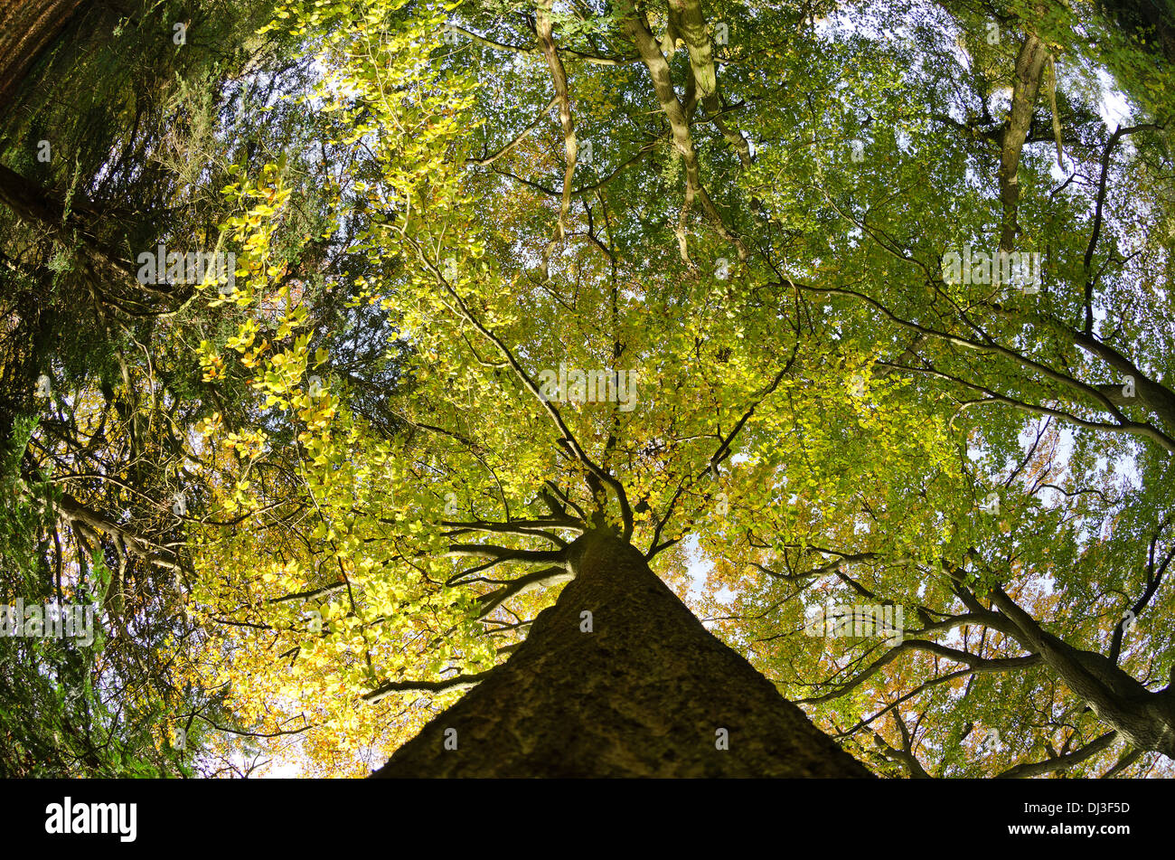 Thick well established tree canopy in protected ancient mature ...