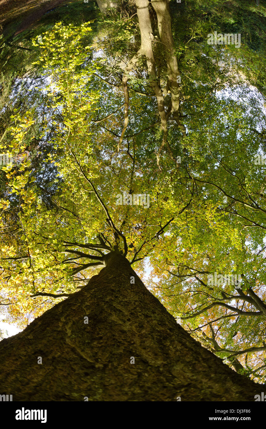 Thick well established tree canopy in protected ancient mature ...