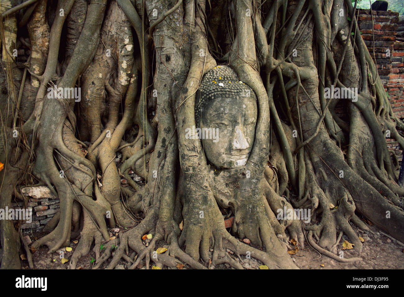 Photograph of a Buddha head incorporated into tree roots in Ayyuthaya ...
