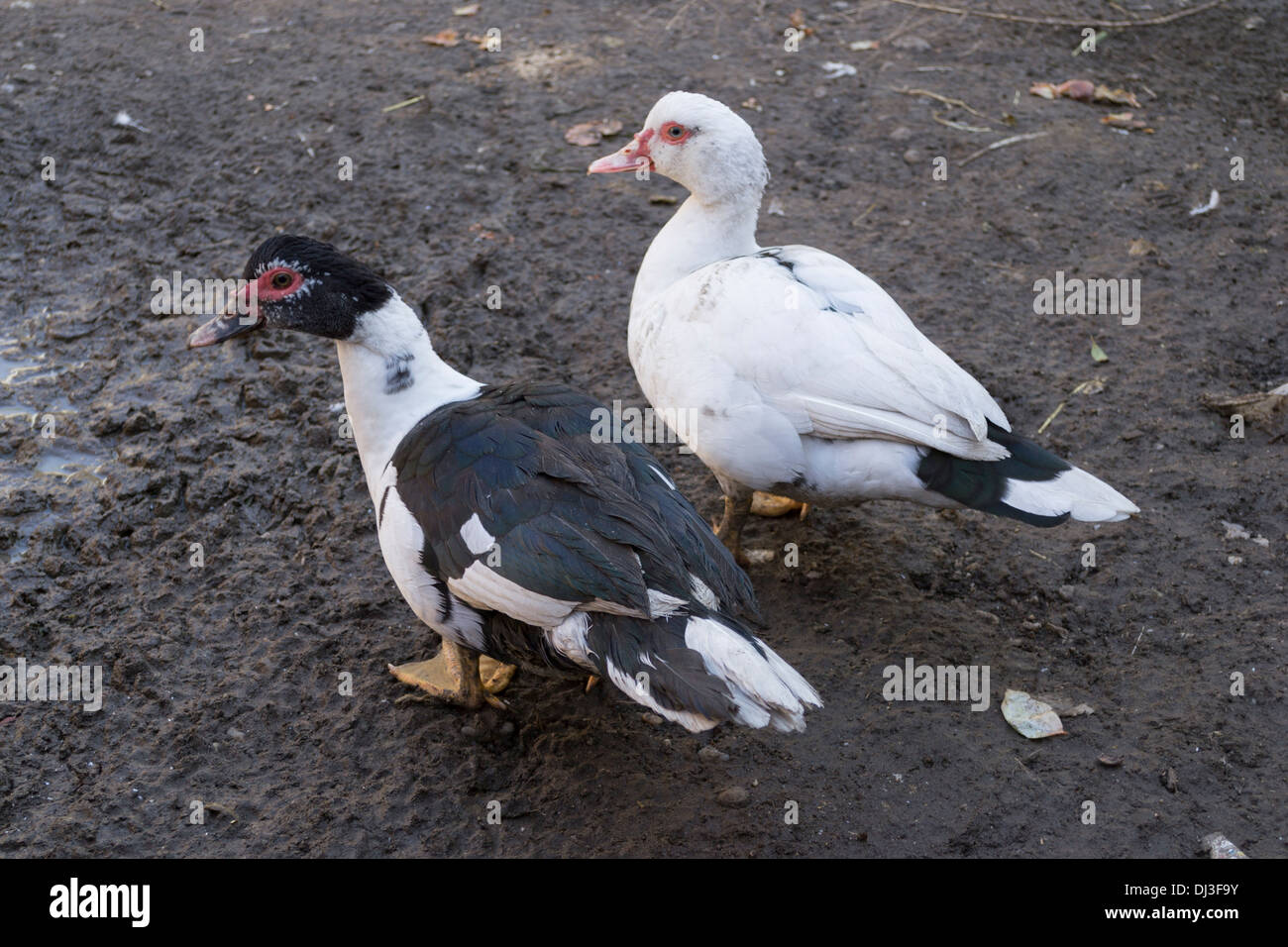 Native american ducks hi-res stock photography and images - Alamy
