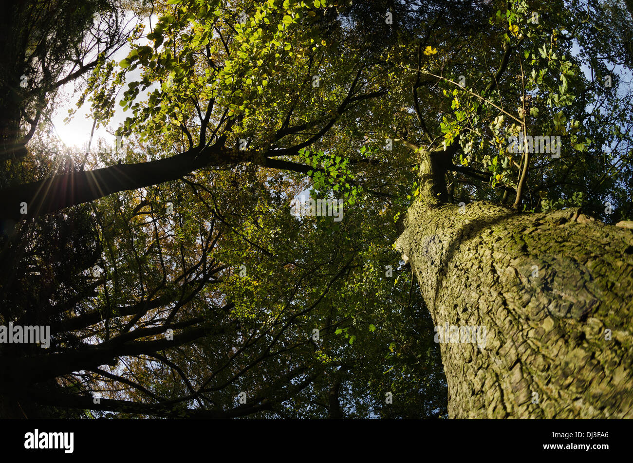 Thick well established tree canopy in protected ancient mature ...