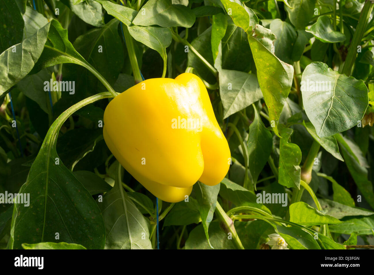 Yellow bell pepper (Capsicum annuum Stock Photo - Alamy