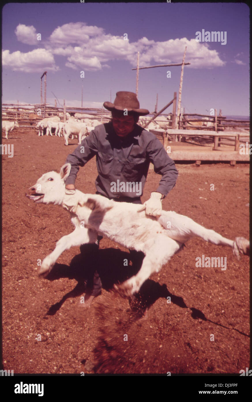 A ranch hand is depicted hoisting a calf for branding, a common ...