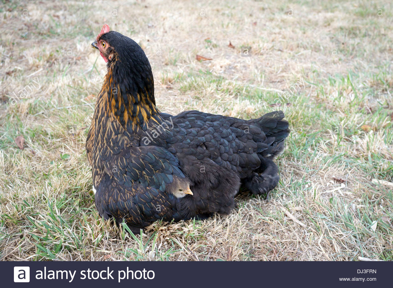 Mother Hen Baby Chick Stock Photos & Mother Hen Baby Chick Stock Images ...