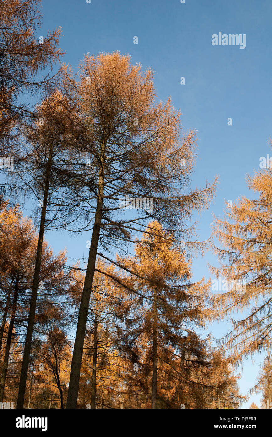 Tall pine trees Stock Photo - Alamy