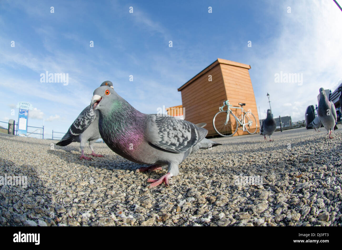 Pigeon eating hi-res stock photography and images - Alamy