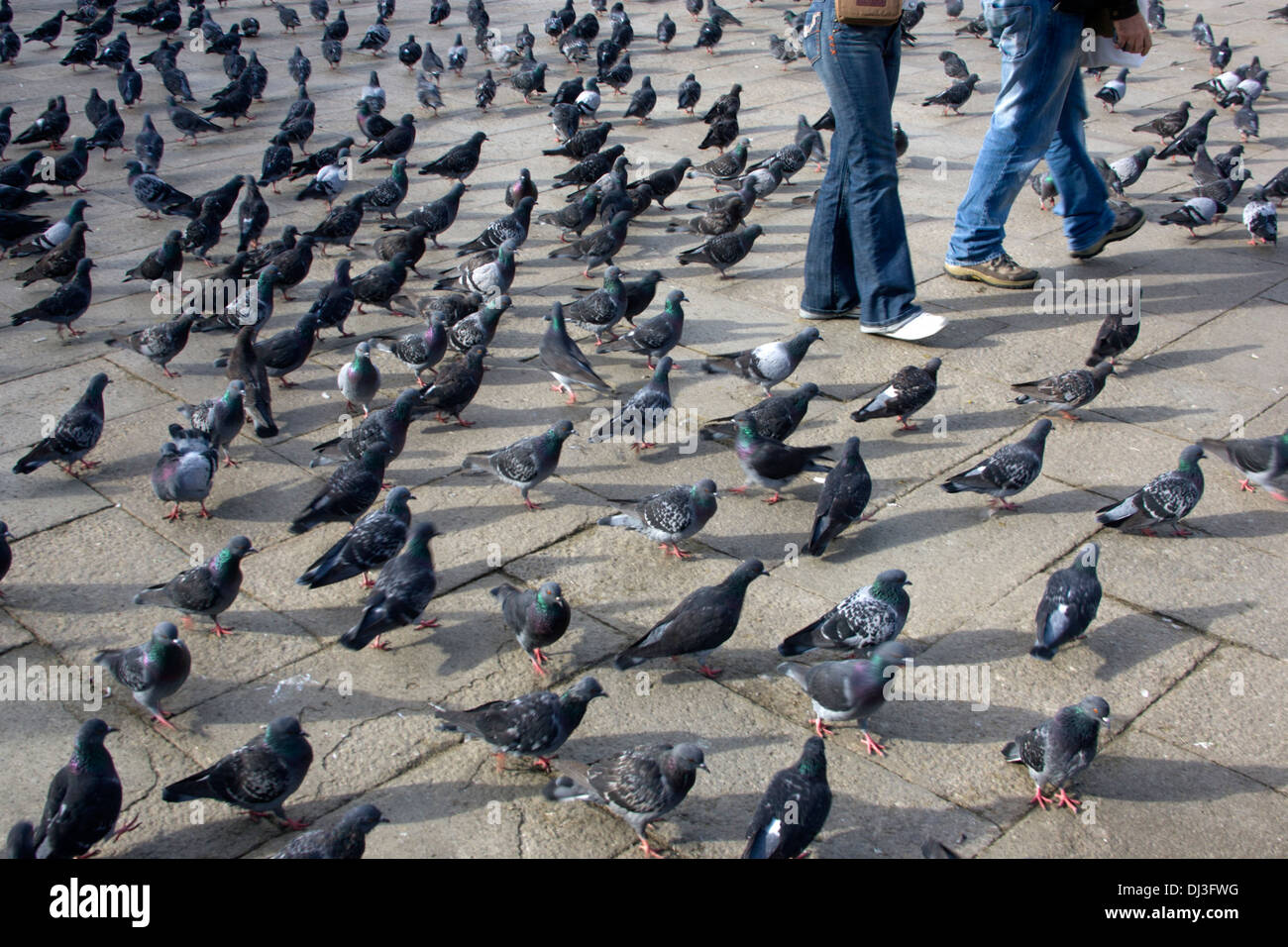 St marks square venice birds hi-res stock photography and images - Alamy