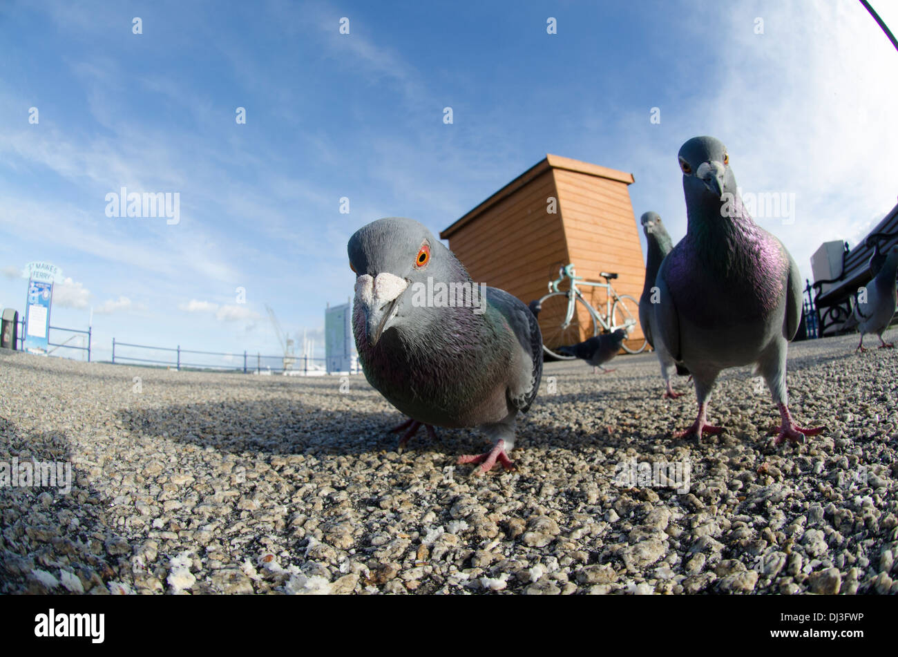 Pigeons eye hi-res stock photography and images - Alamy