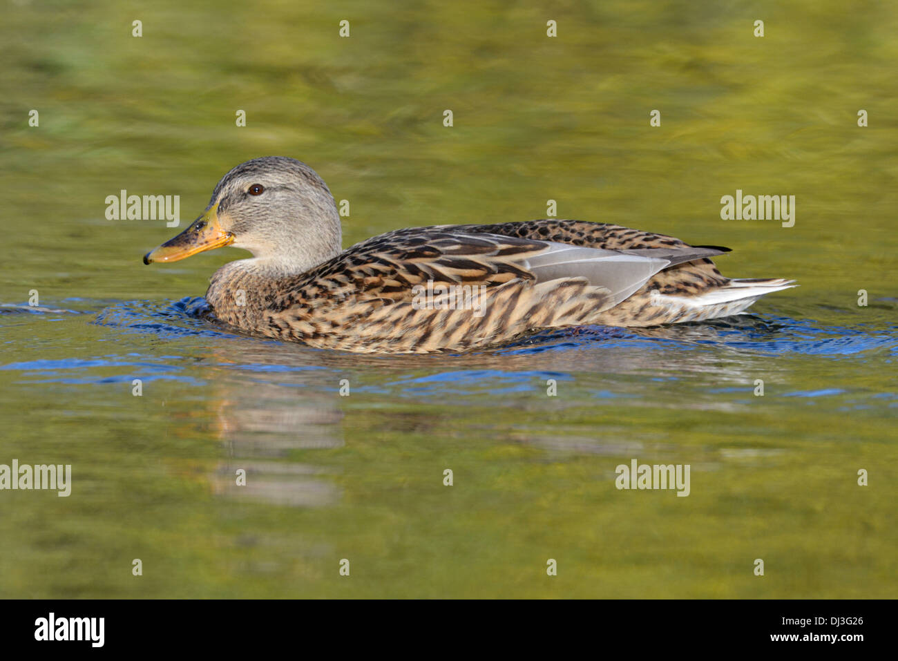 Mallard Anas platyrhynchos - female Stock Photo - Alamy