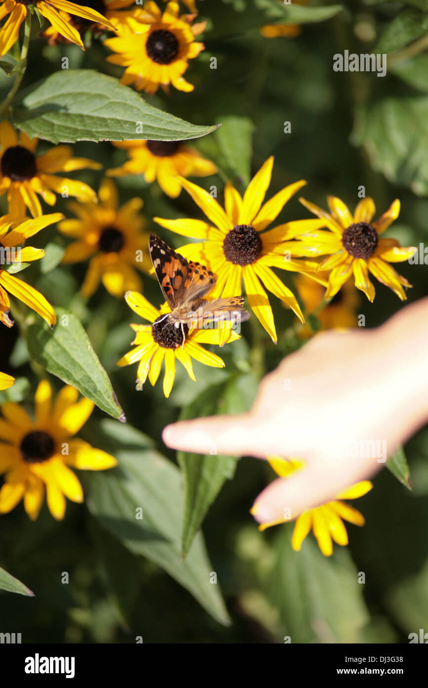 Child pointing butterfly hi-res stock photography and images - Alamy