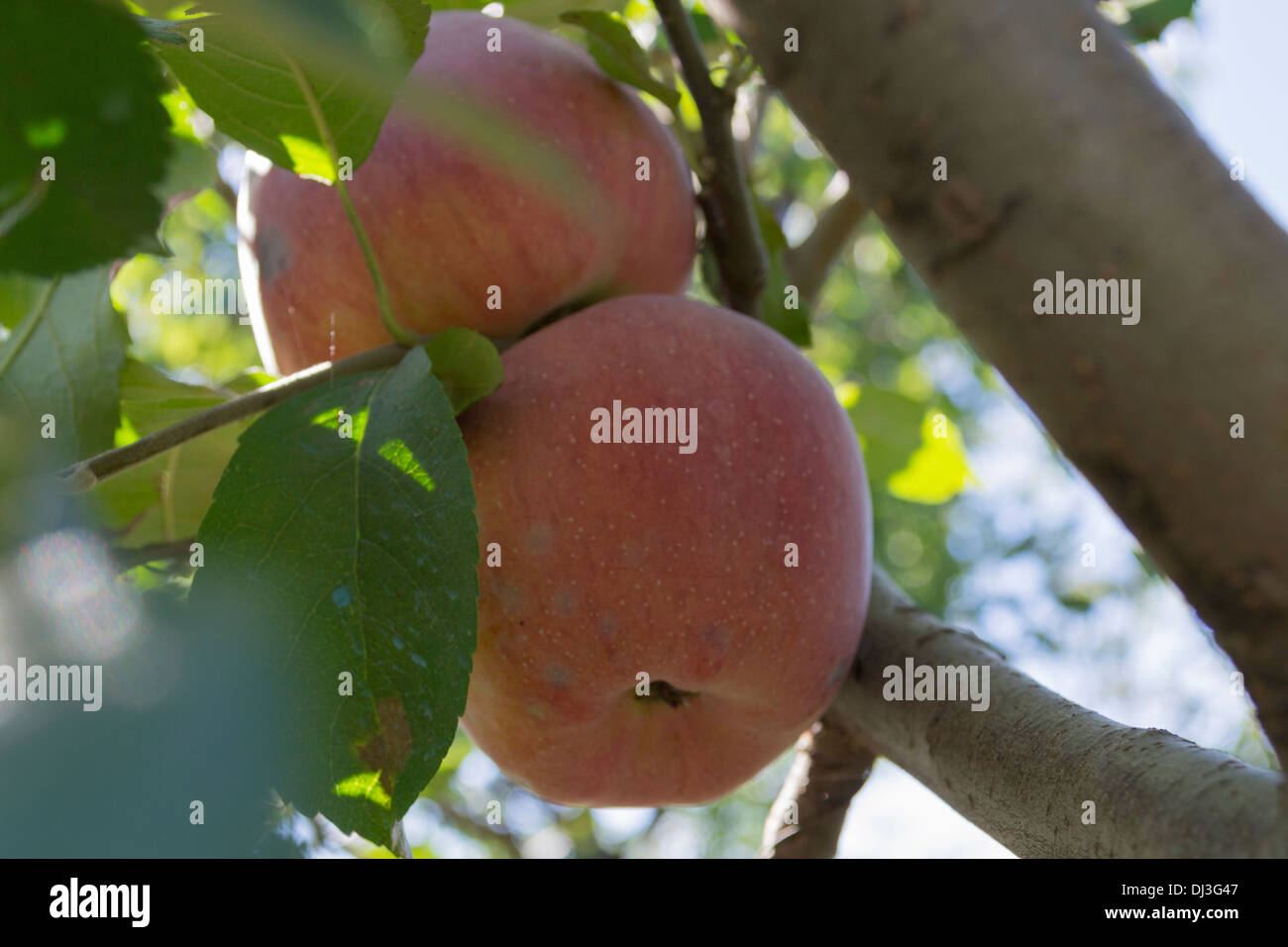 Jonathan apple fruits (Malus domestica Stock Photo - Alamy