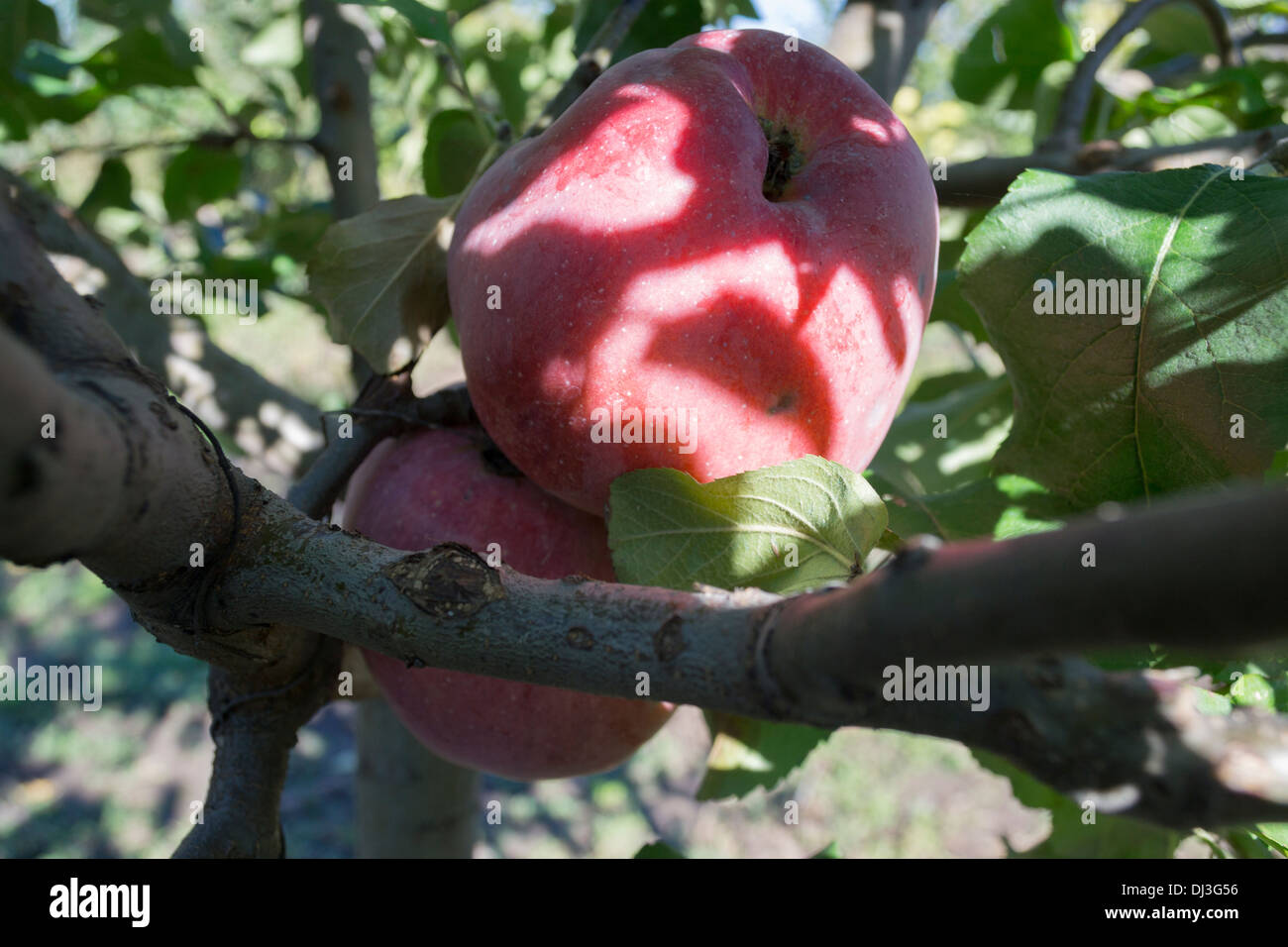 Jonathan apple hi-res stock photography and images - Alamy