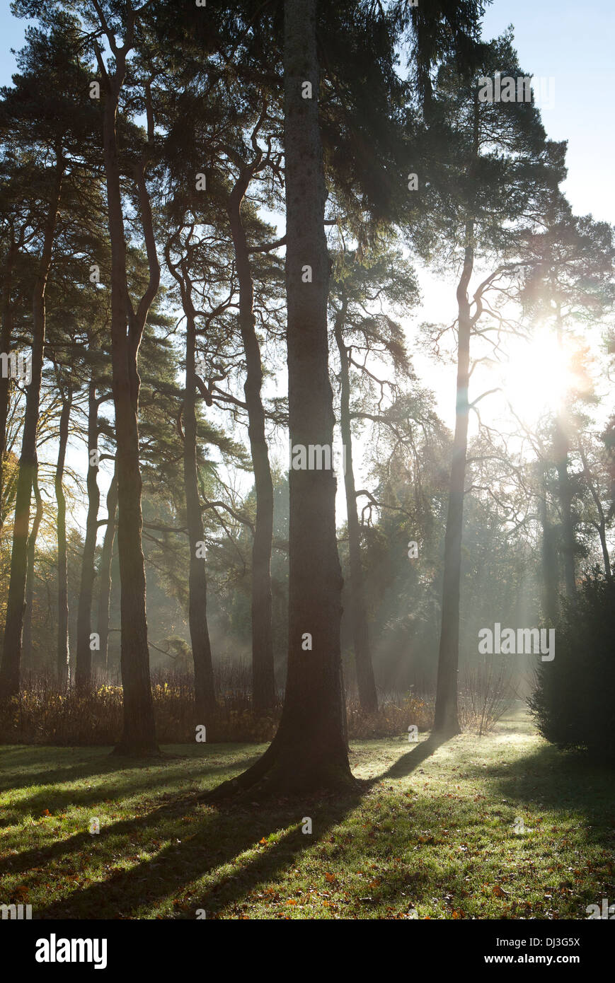 Stand of conifer trees hi-res stock photography and images - Alamy