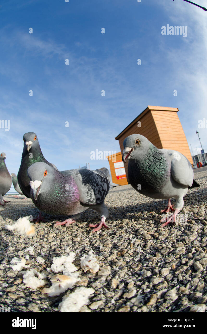 Pigeons eye hi-res stock photography and images - Alamy