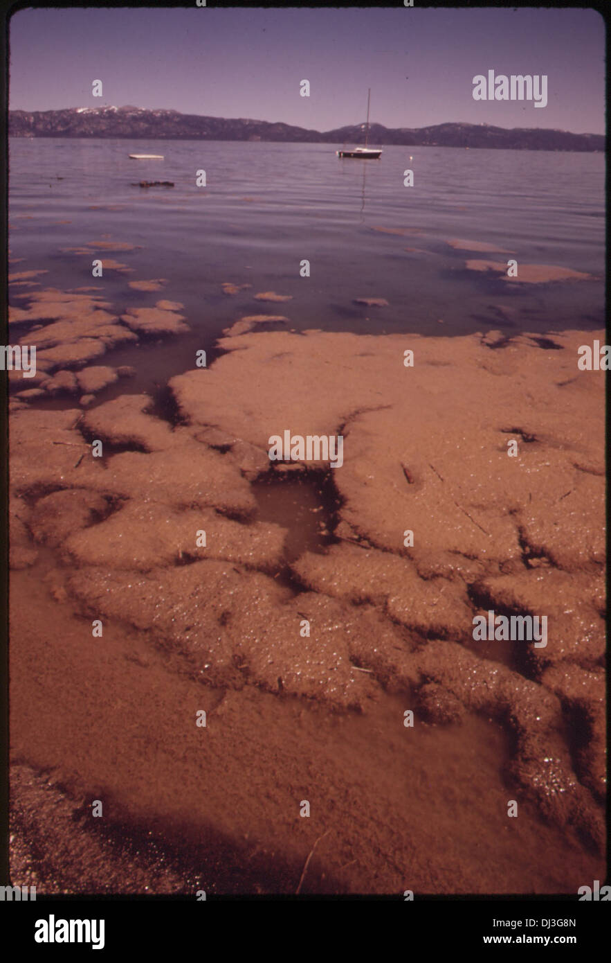 This image shows a layer of scum on a lake, likely caused by algae or ...