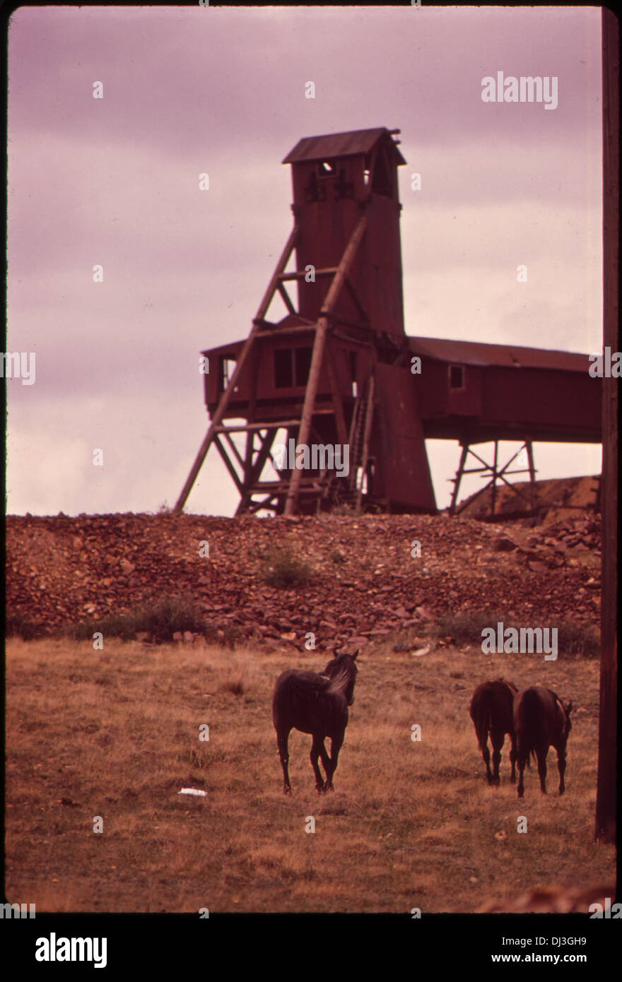 This photograph captures mules running wild in a mining district ...