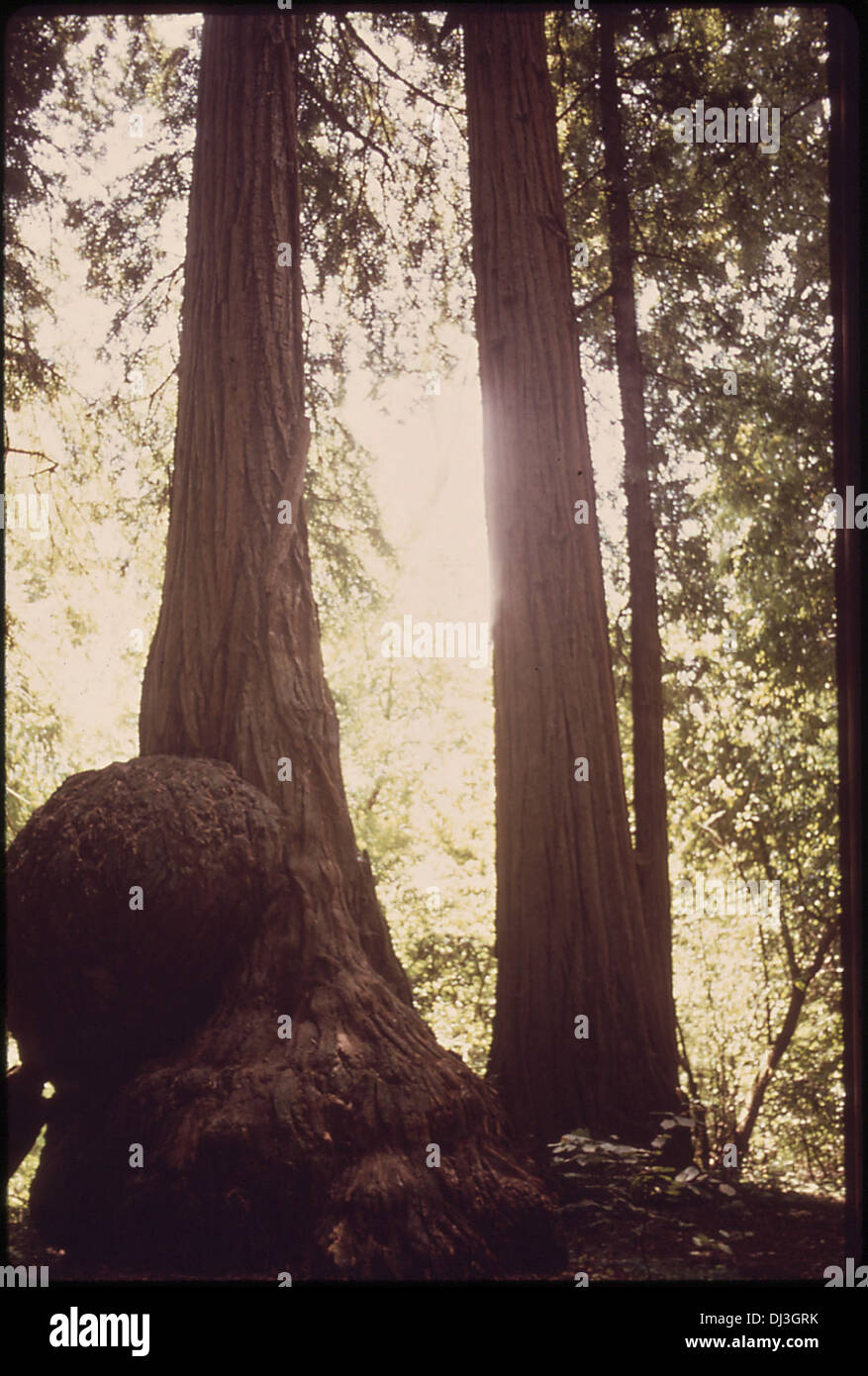 This image shows a unique and fantastical shape formed from a redwood ...