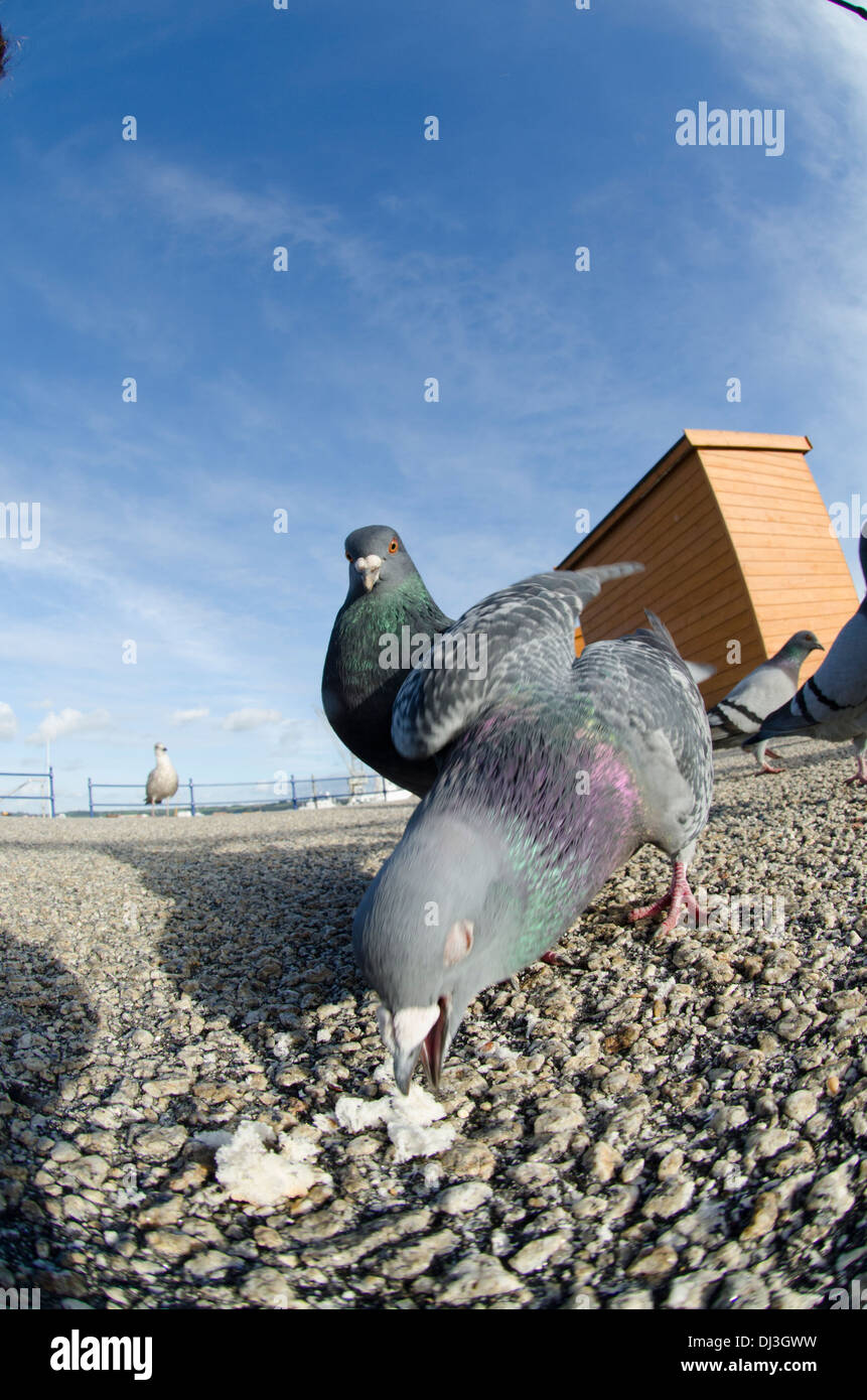 Pigeons Eating Bread High Resolution Stock Photography and Images - Alamy
