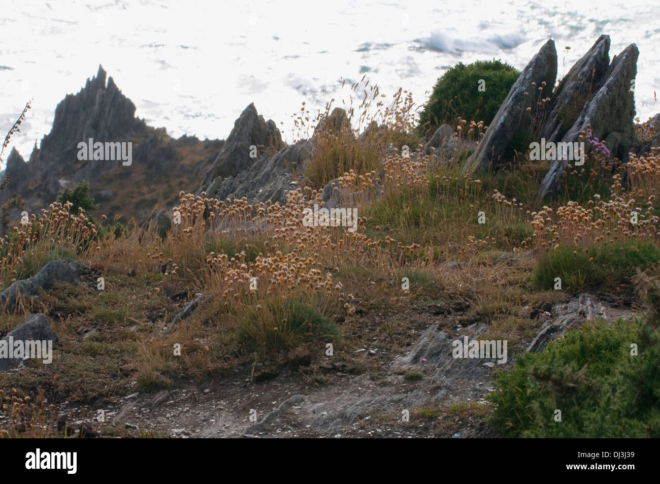 Fauna and flora hi-res stock photography and images - Alamy