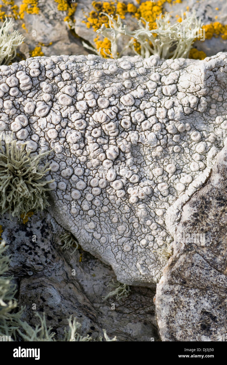 Barnacles Semibalanus balanoides dead/encrusted Stock Photo - Alamy