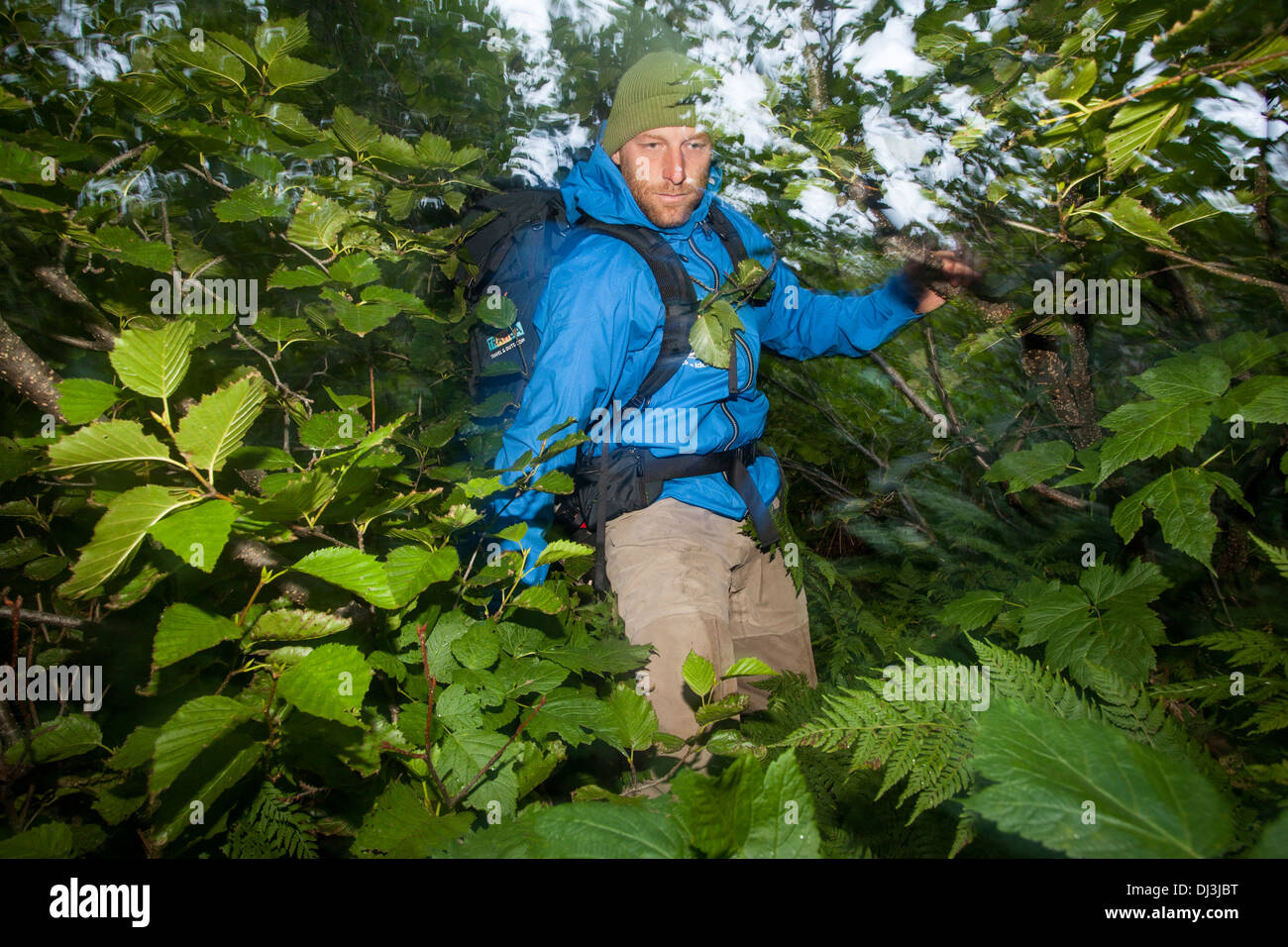 Bushwhacking hi-res stock photography and images - Alamy