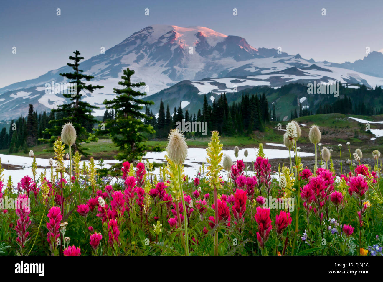 Mount Rainier National Park Flowers