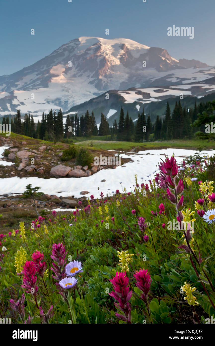 Mount Rainier above flower meadows on Mazama Ridge before sunrise ...