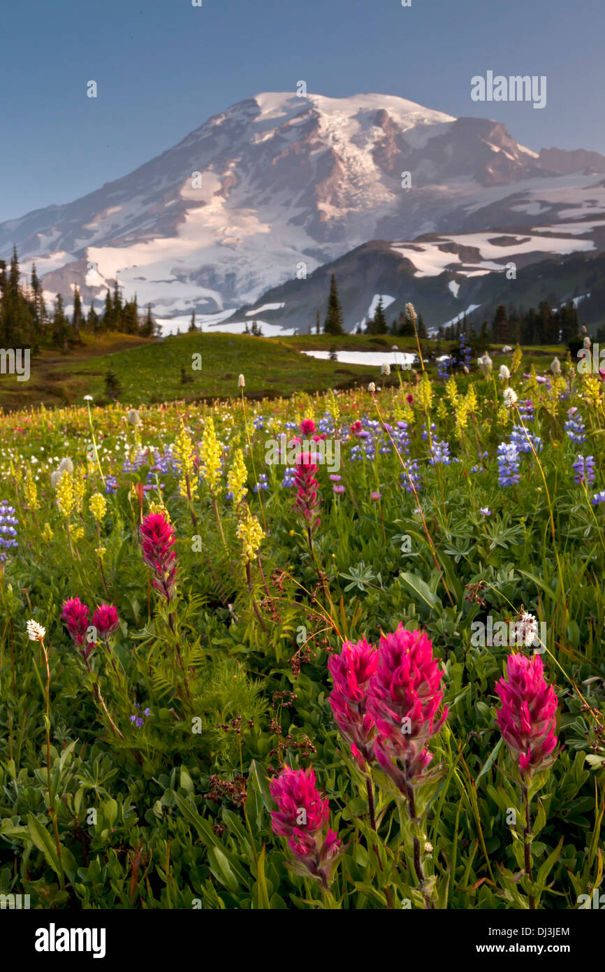 Mount Rainier above flower meadows on Mazama Ridge before sunrise ...