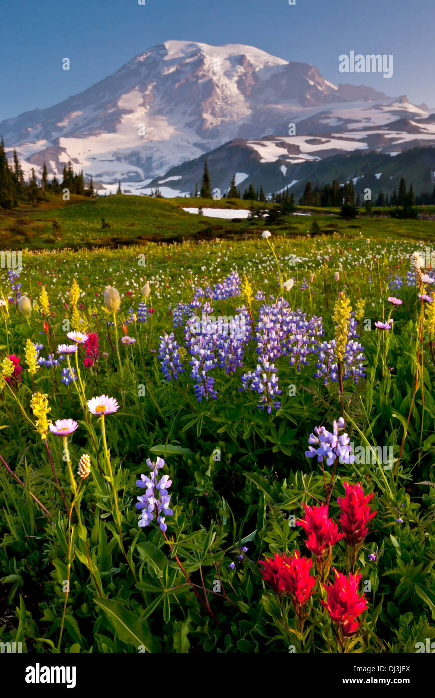 Rainier Mazama Ridge