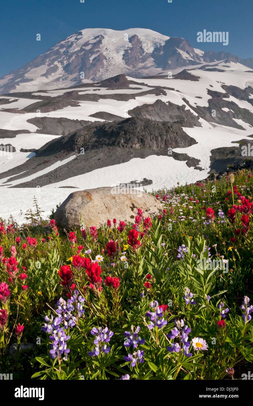 Mount Rainier above flower meadows on Mazama Ridge before sunrise ...