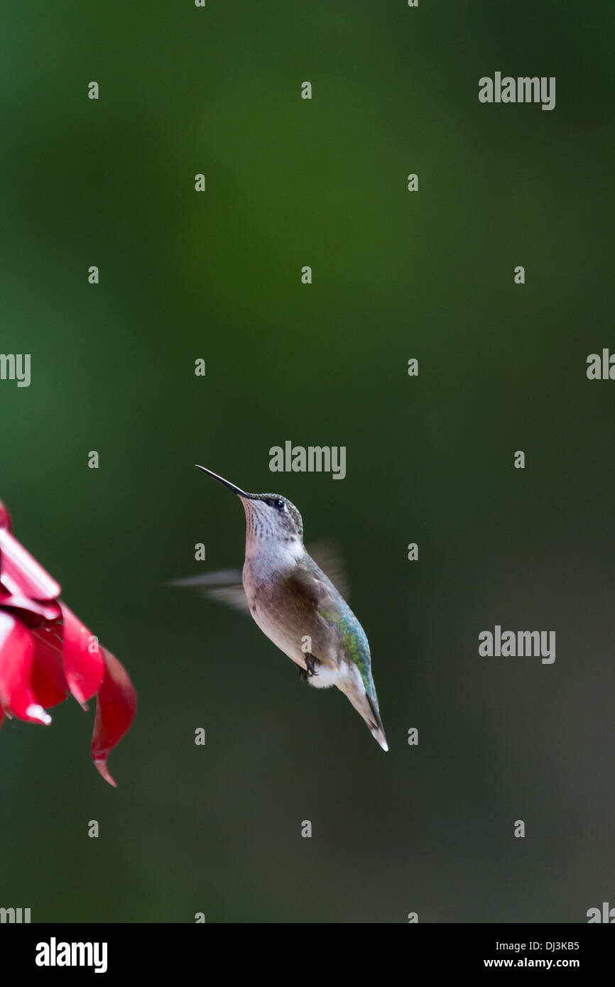 Hummingbird and nature hi-res stock photography and images - Alamy