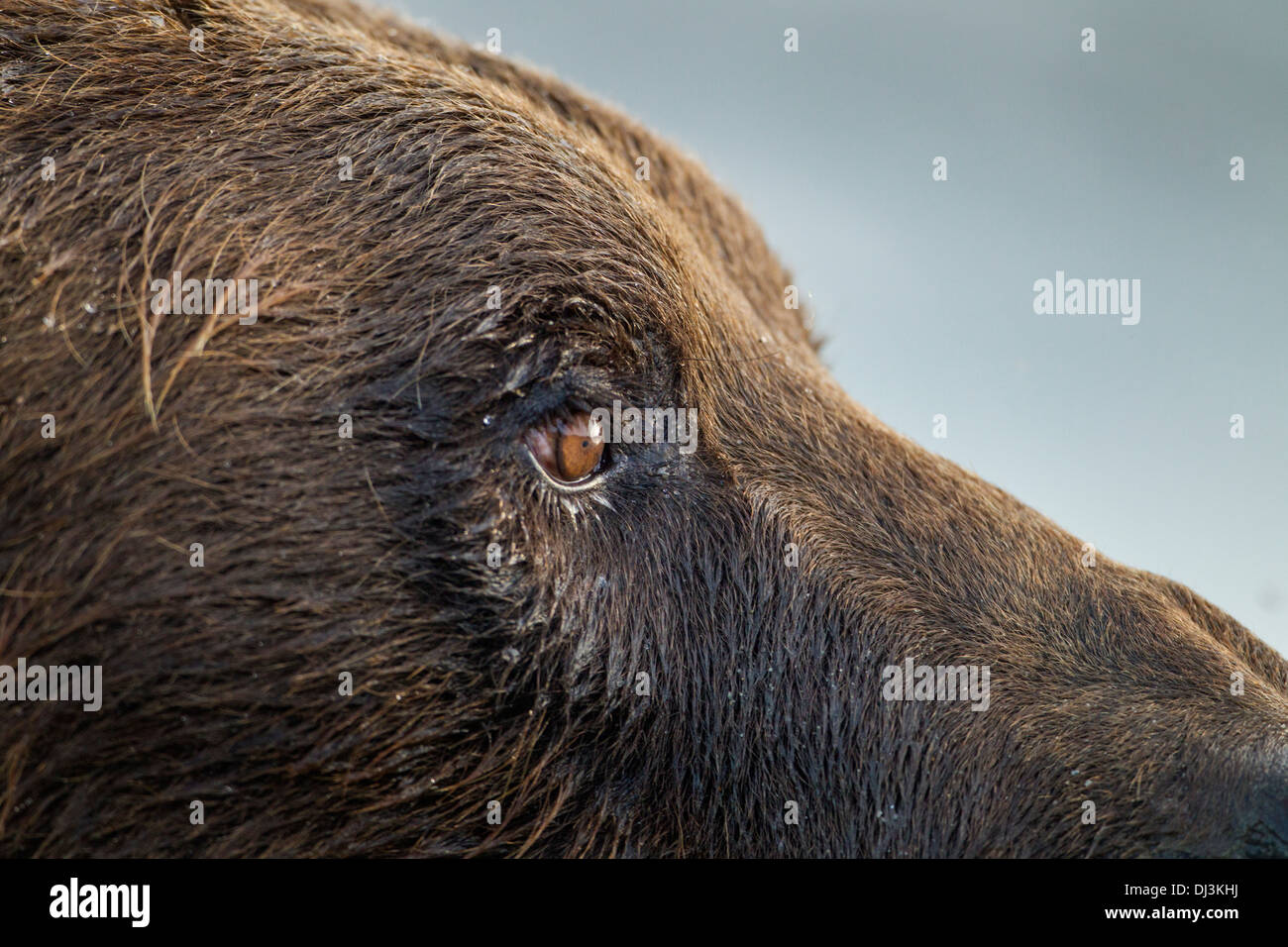 USA, Alaska, Katmai National Park, Close-up of Coastal Brown Bear’s eye ...