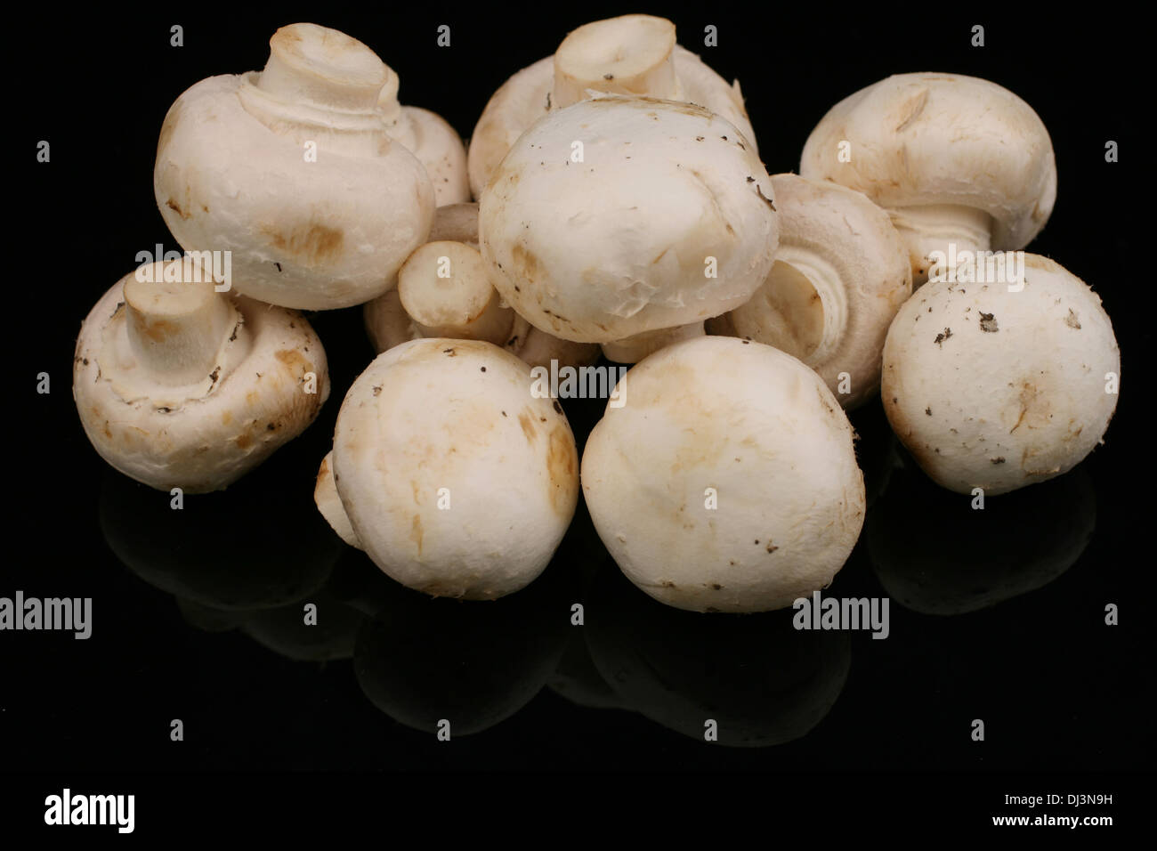 White button mushroom gills hi-res stock photography and images - Alamy