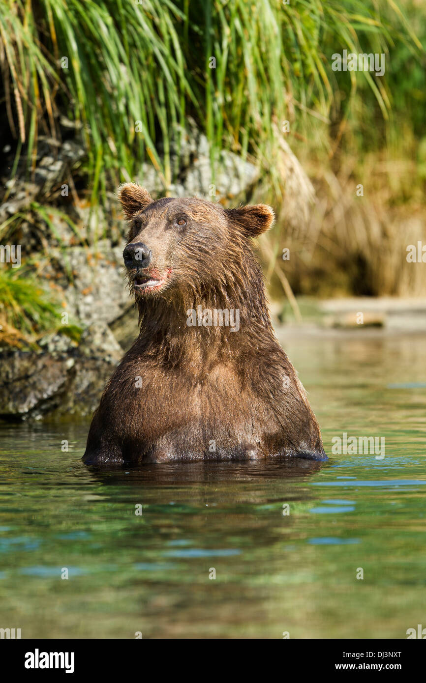 Grizzly bear standing upright hi-res stock photography and images - Alamy